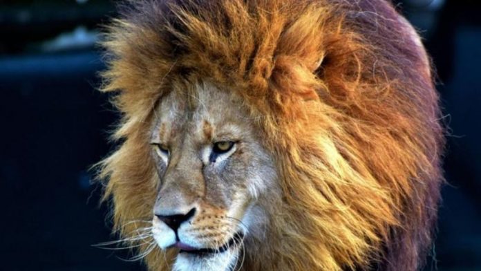 Brišničani i lav - Tomislav City