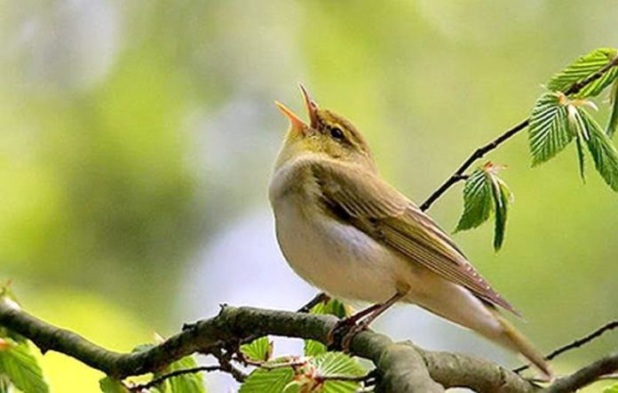 Pjesma nad pjesmama - Tomislav City