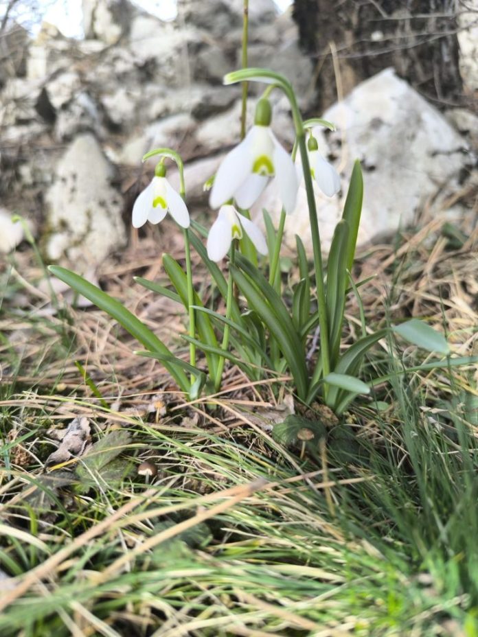 Visibaba - "mliječno bijeli cvijet pokriven snijegom" - Tomislav City